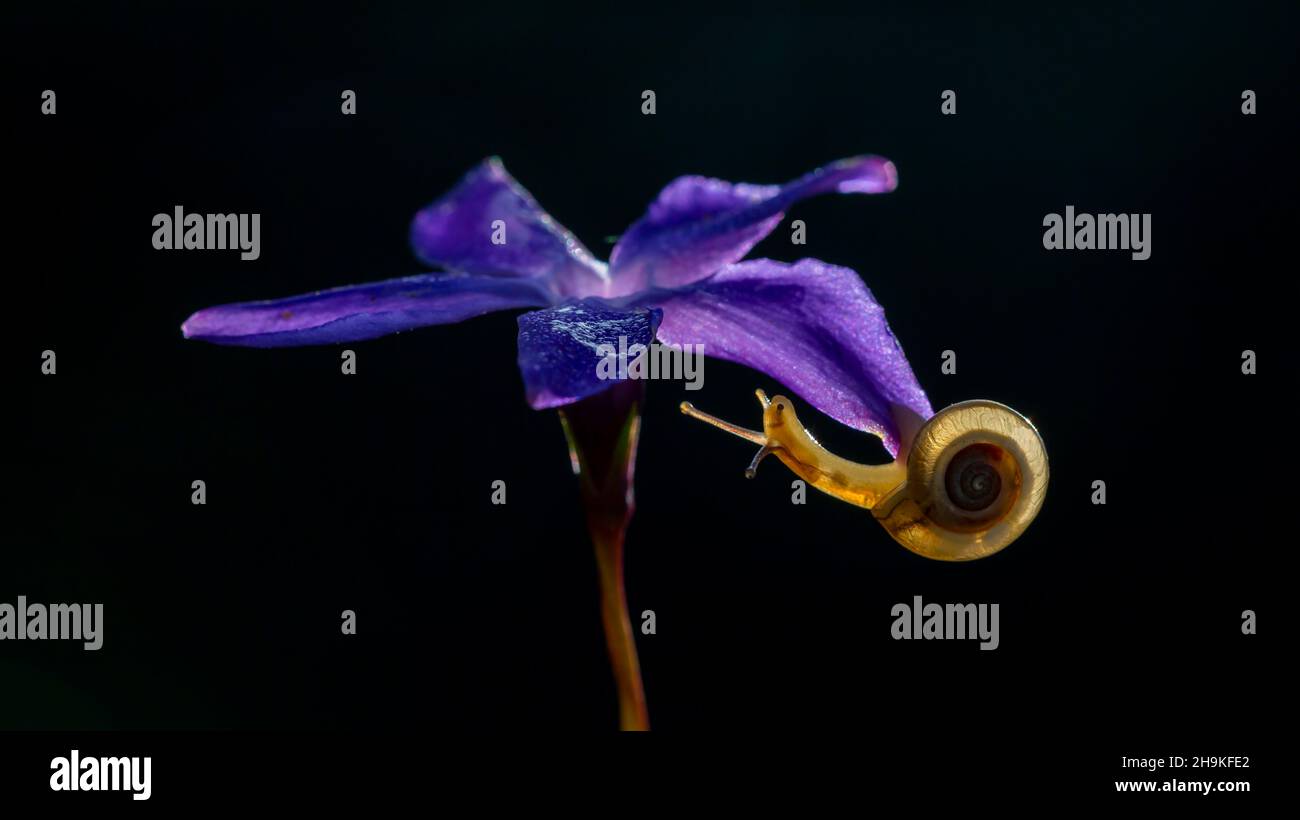 Shell pink flower blooms hi-res stock photography and images - Alamy