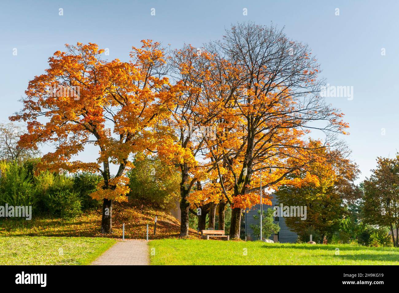 Autumn leafy trees in Zurich, Switzerland on October 20, 2012 Stock ...
