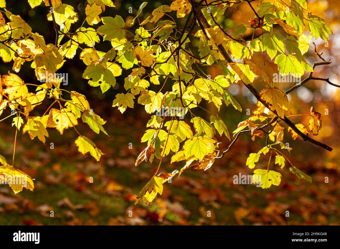 Autumn leafy trees in Zurich, Switzerland on October 20, 2012 Stock ...