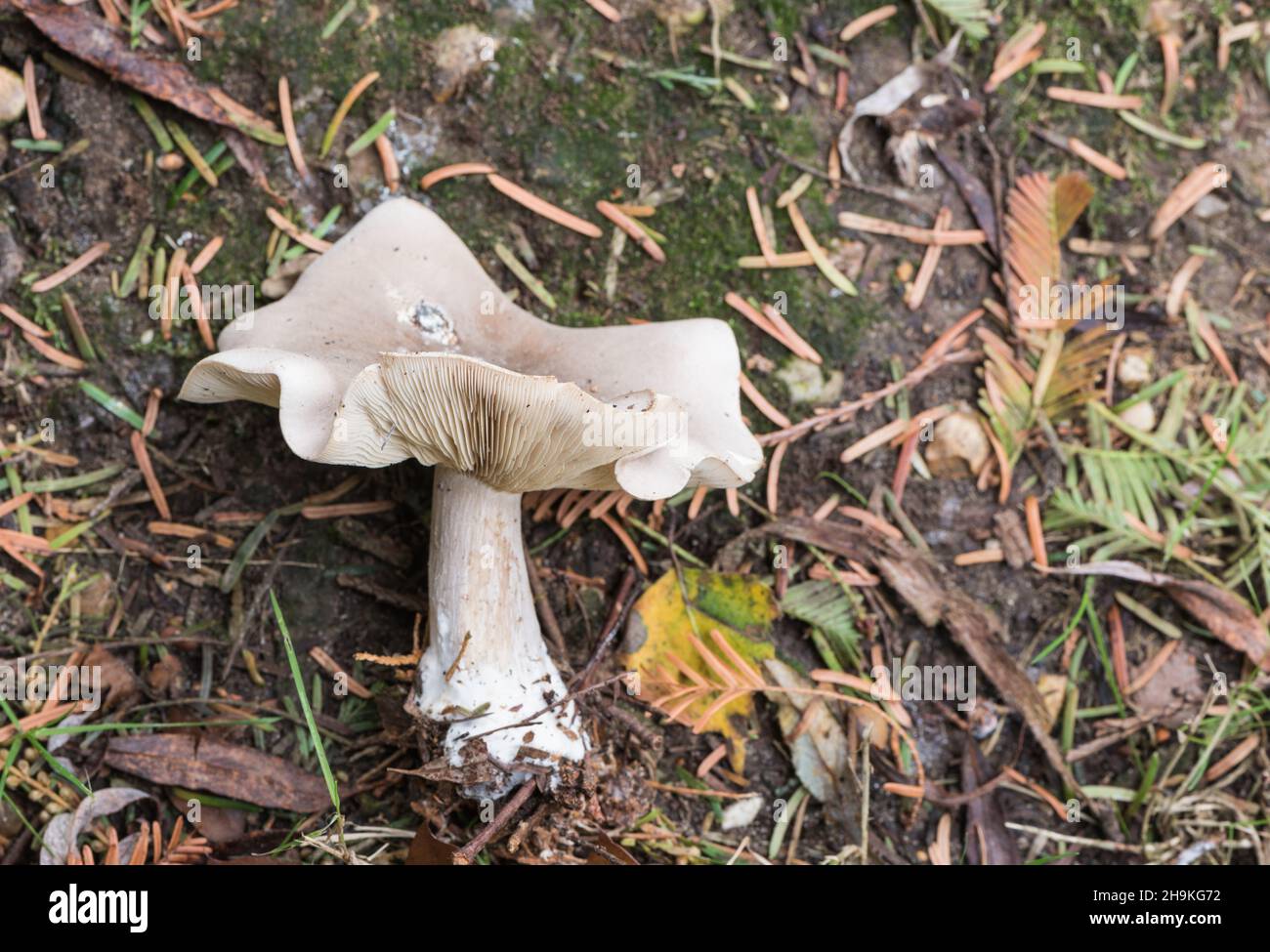 Fungus - Clouded Funnel (Clitocybe nebularis Stock Photo - Alamy