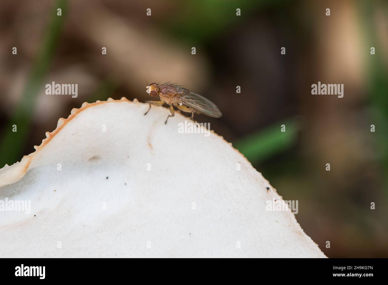 A dung fly (family - Scathophagidae Stock Photo - Alamy