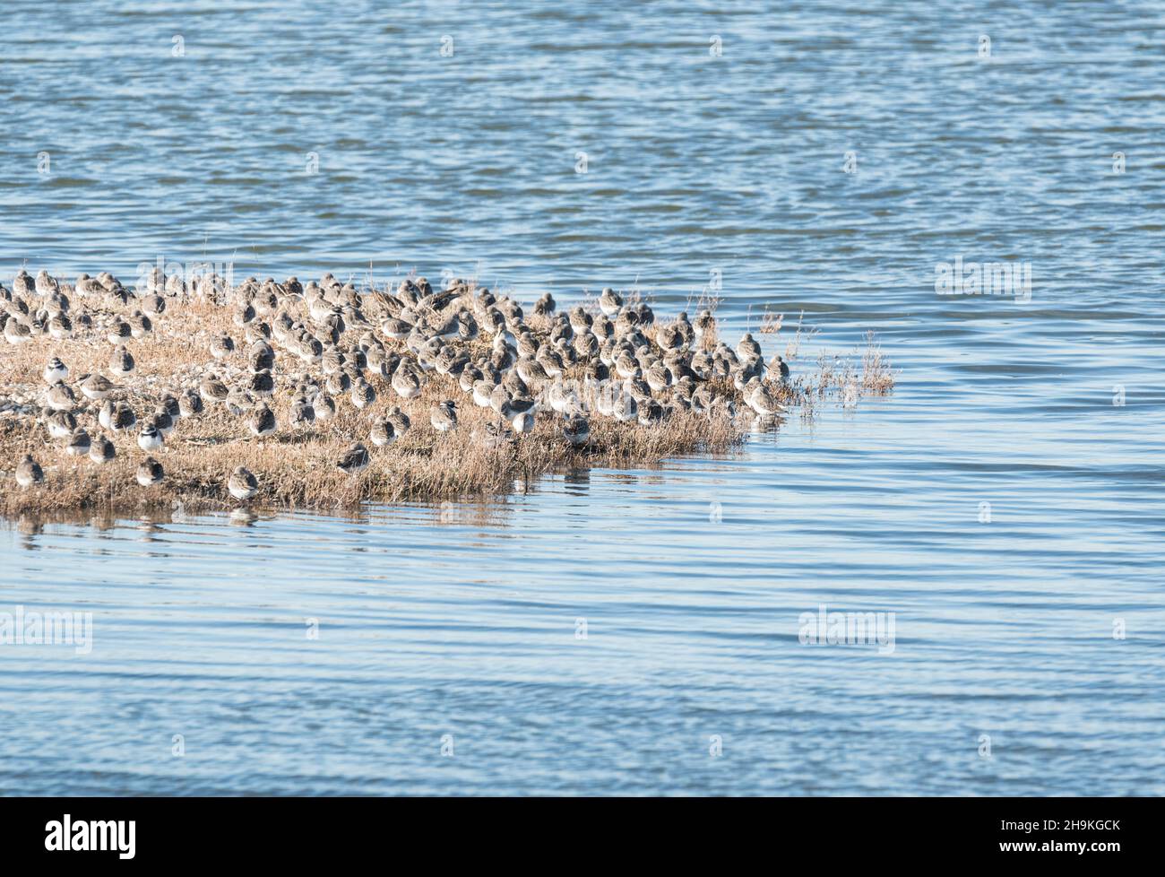 Dunlin uk autumn hi-res stock photography and images - Alamy