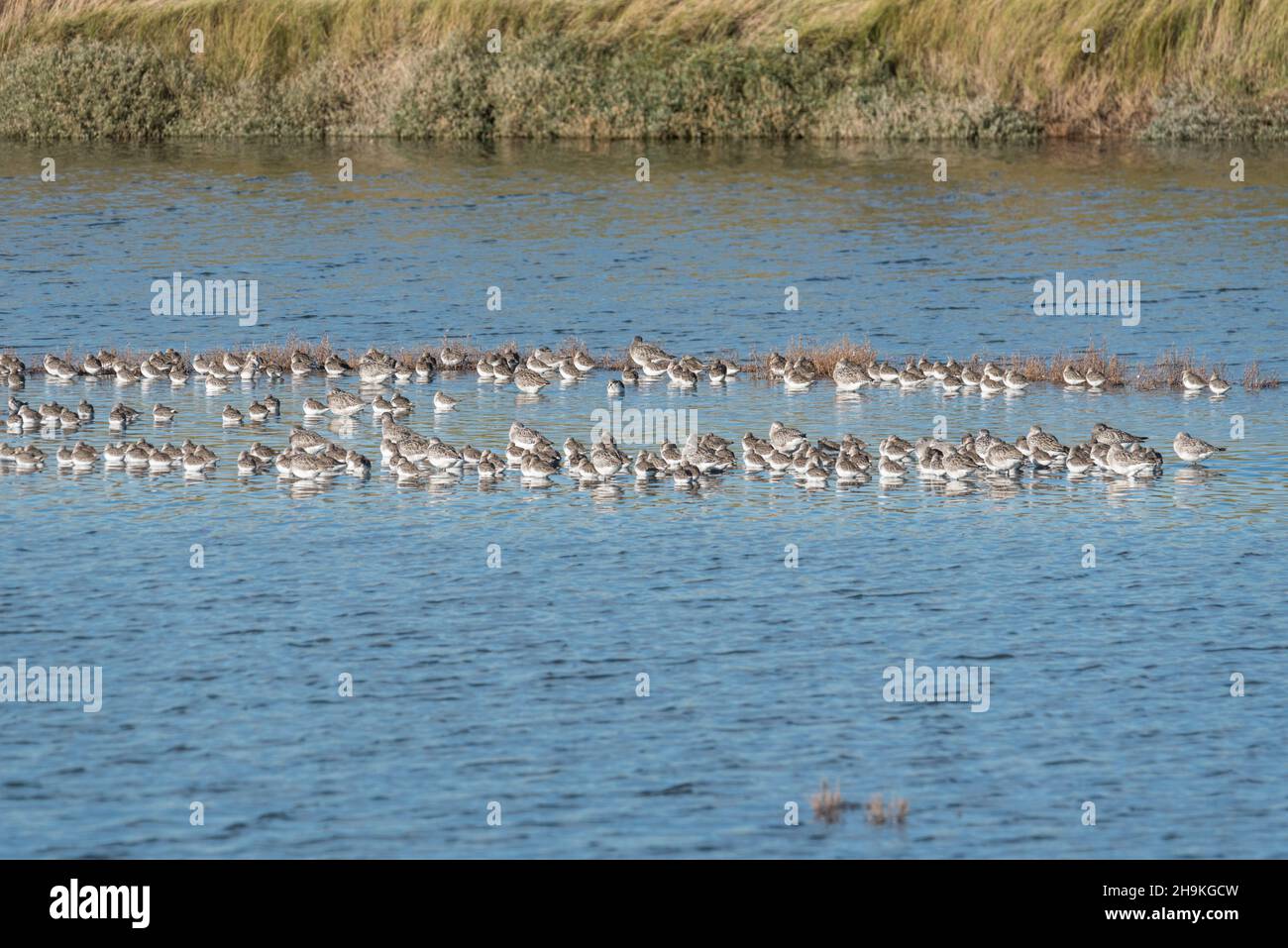 Mixed flock of waders on the Essex coast (includes Knot,Dunlin,Grey ...