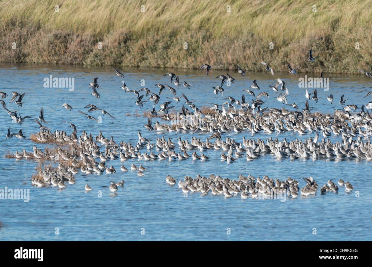 Mixed flock of waders on the Essex coast (includes Knot,Dunlin,Grey ...