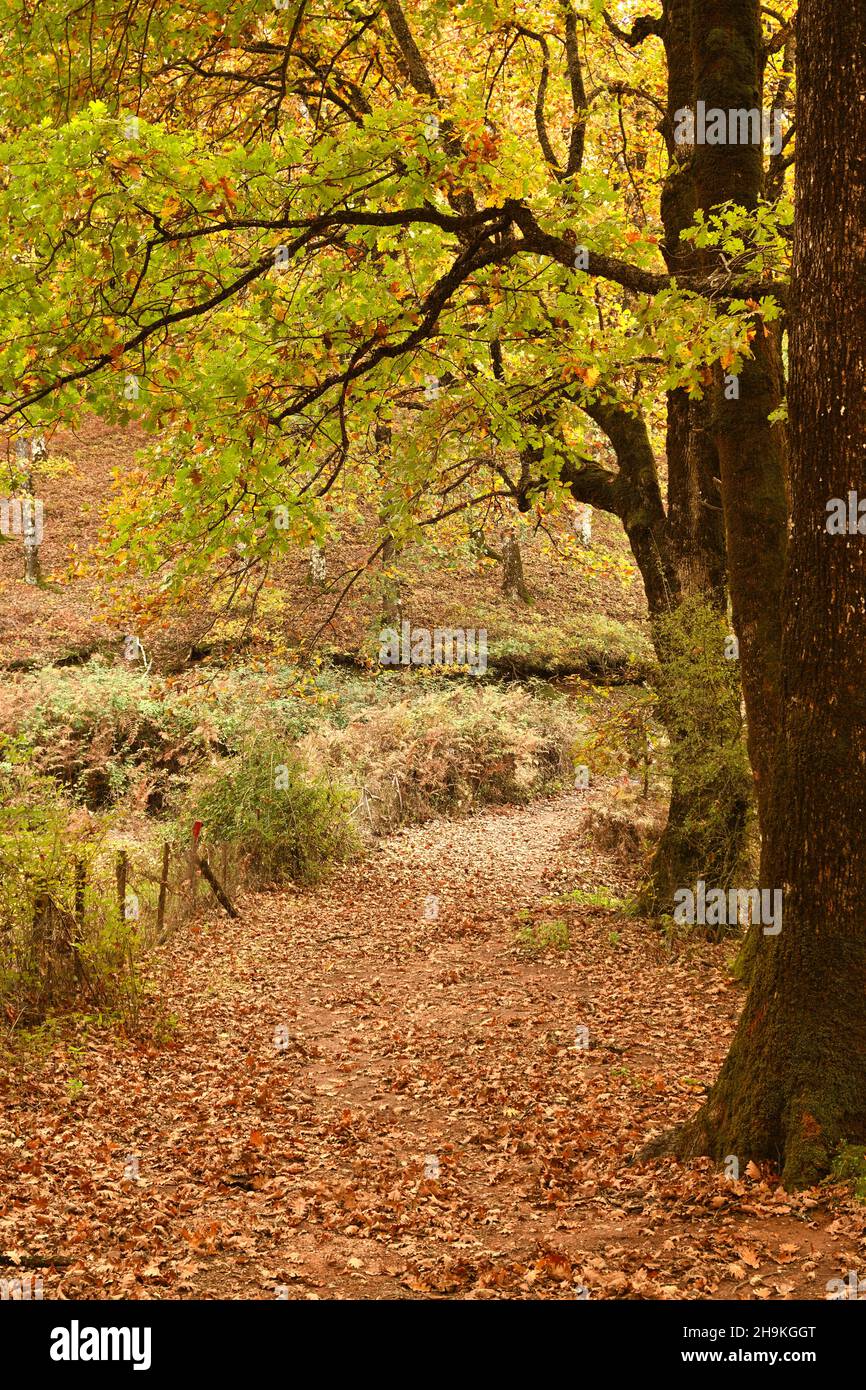 Foloi forest greece hi-res stock photography and images - Alamy