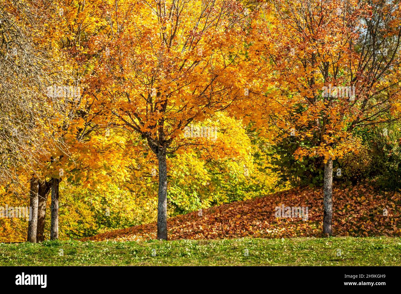 Autumn leafy trees in Zurich, Switzerland on October 20, 2012 Stock ...