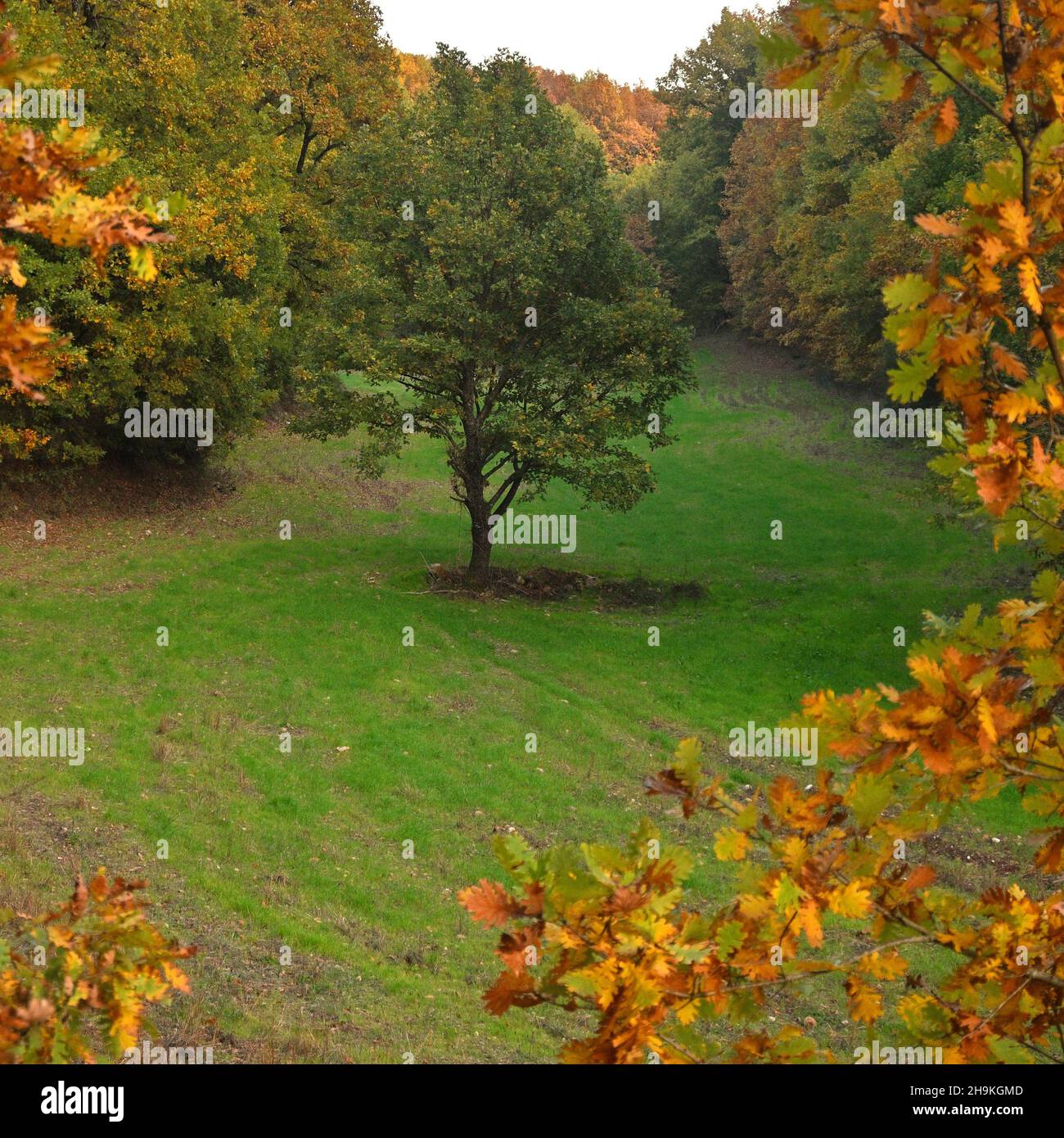 Beautiful view of the golden Foloi oak forest during autumn in ...