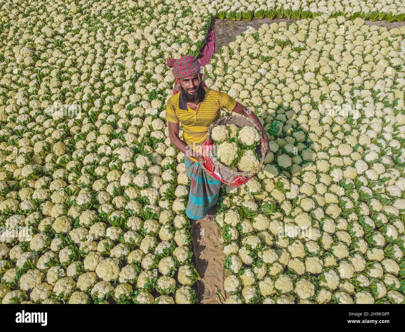 Bogura, Rajshahi, Bangladesh. 7th Dec, 2021. Farmers put cauliflower ...