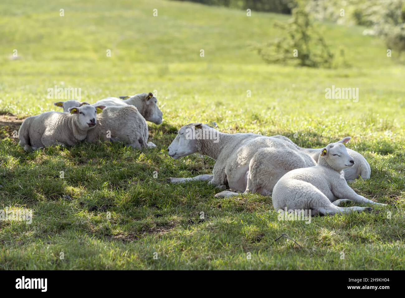 Flock of sheep resting under the shadow of a tree Stock Photo - Alamy