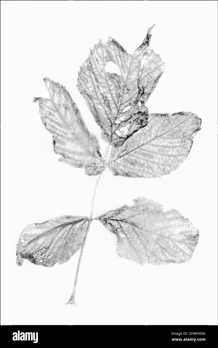 Blister aphids Black and White Stock Photos & Images - Alamy