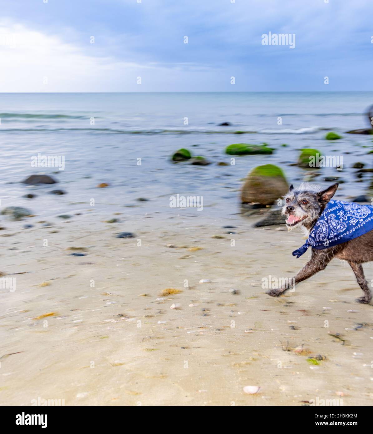 Spunky hi-res stock photography and images - Alamy