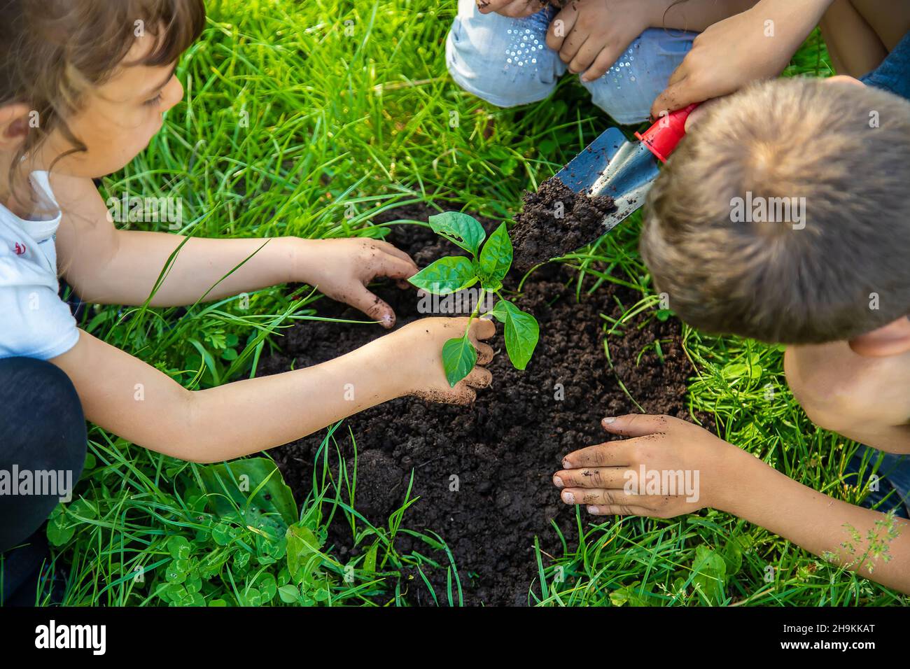 The child is planting a tree together. Selective focus. Kid Stock Photo ...