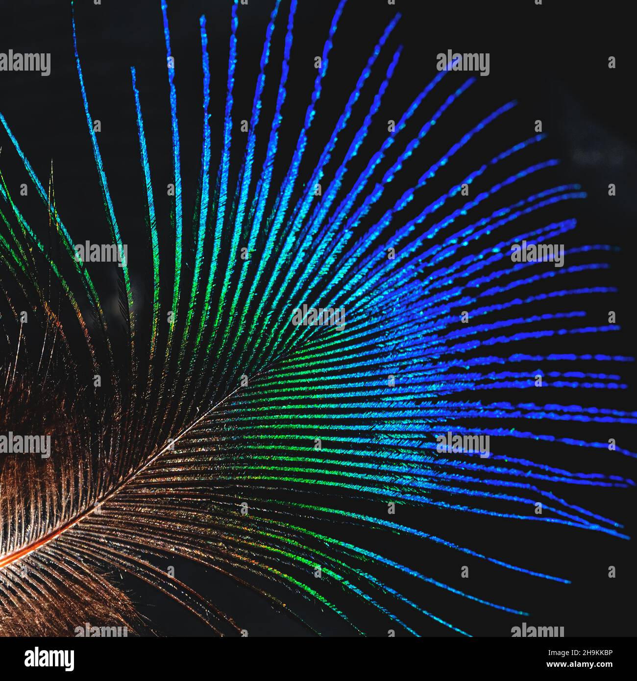 Feather of a peacock shining colors Stock Photo - Alamy