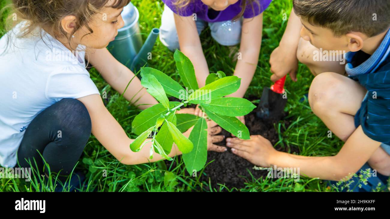 The child is planting a tree together. Selective focus. Kid Stock Photo ...