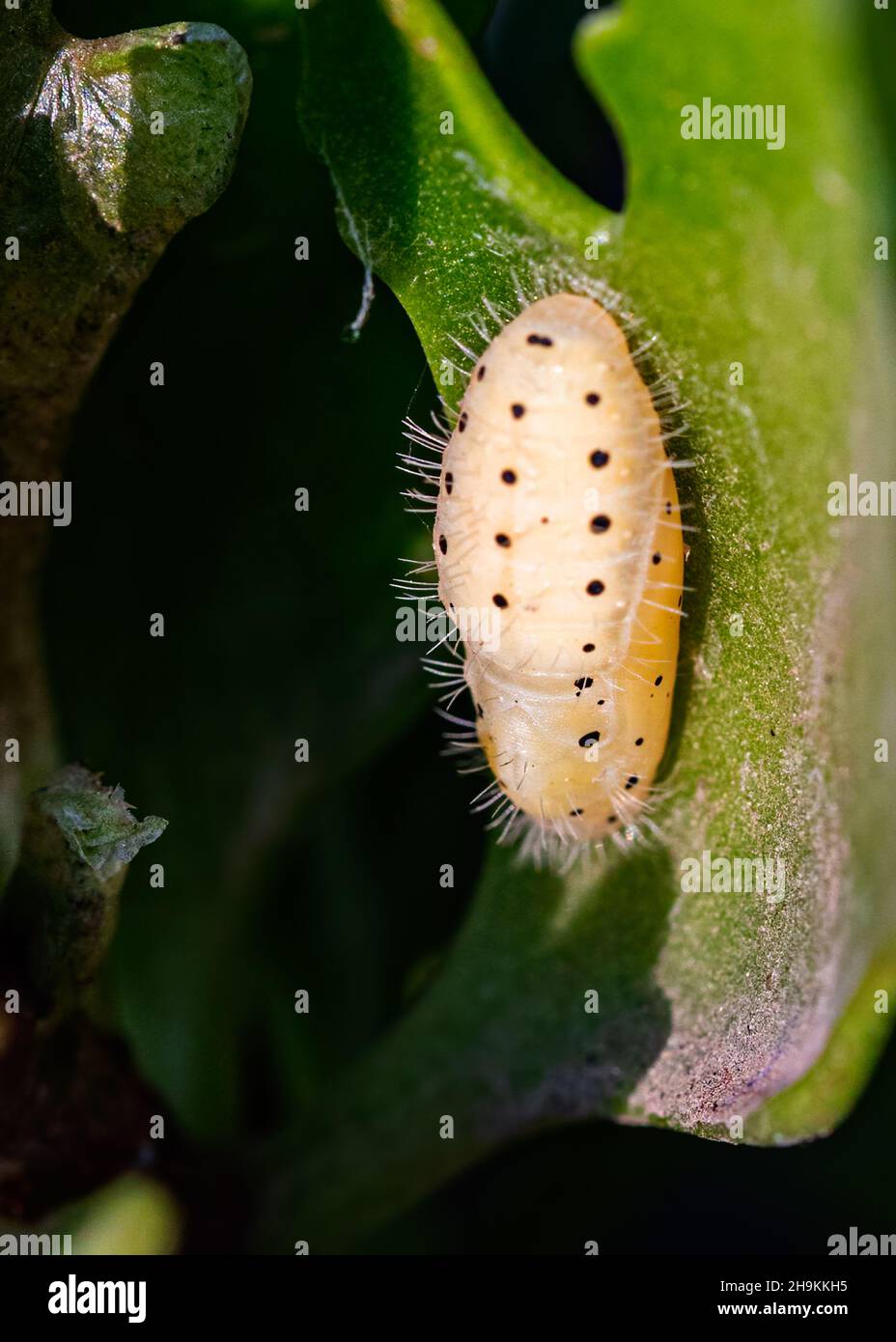 Red Pierrot Butterfly High Resolution Stock Photography and Images - Alamy