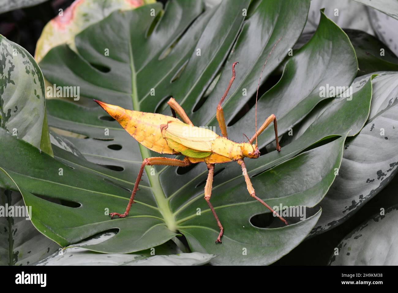 Giant yellow jungle nymph walks in the gardens Stock Photo - Alamy