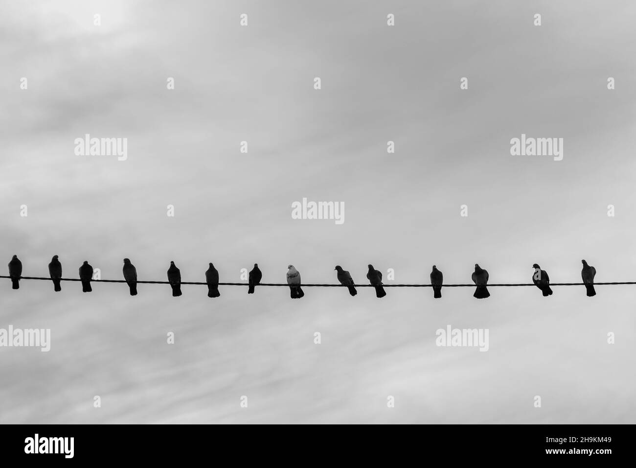 Birds white background Black and White Stock Photos & Images - Alamy