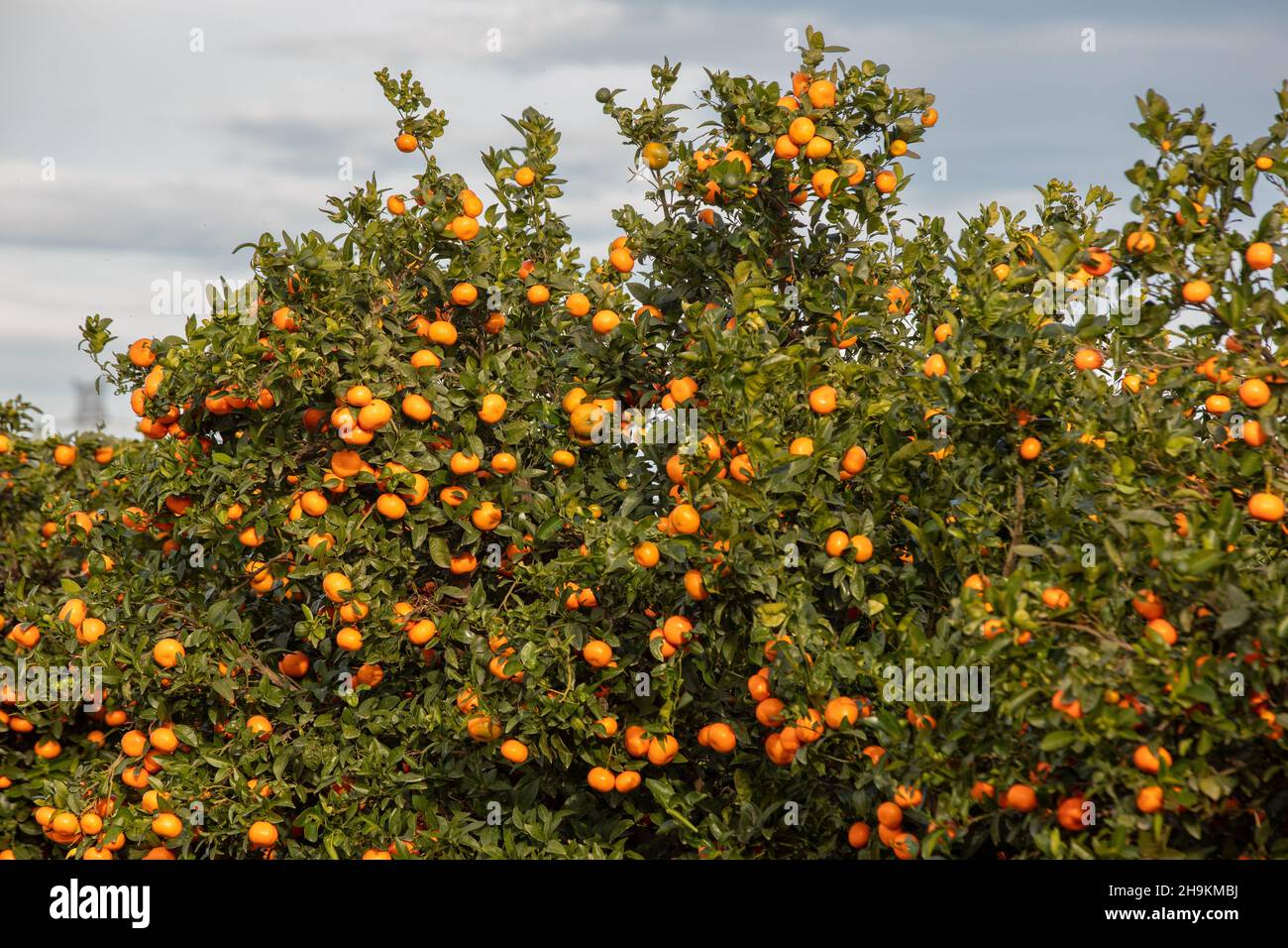 Botany oranges hi-res stock photography and images - Alamy