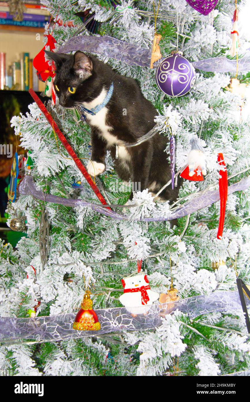 Cat climbing christmas tree hi-res stock photography and images - Alamy