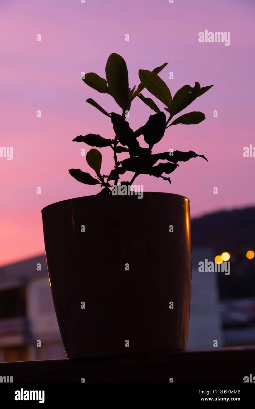 color photograph of vase with plant with sunset lights in the ...