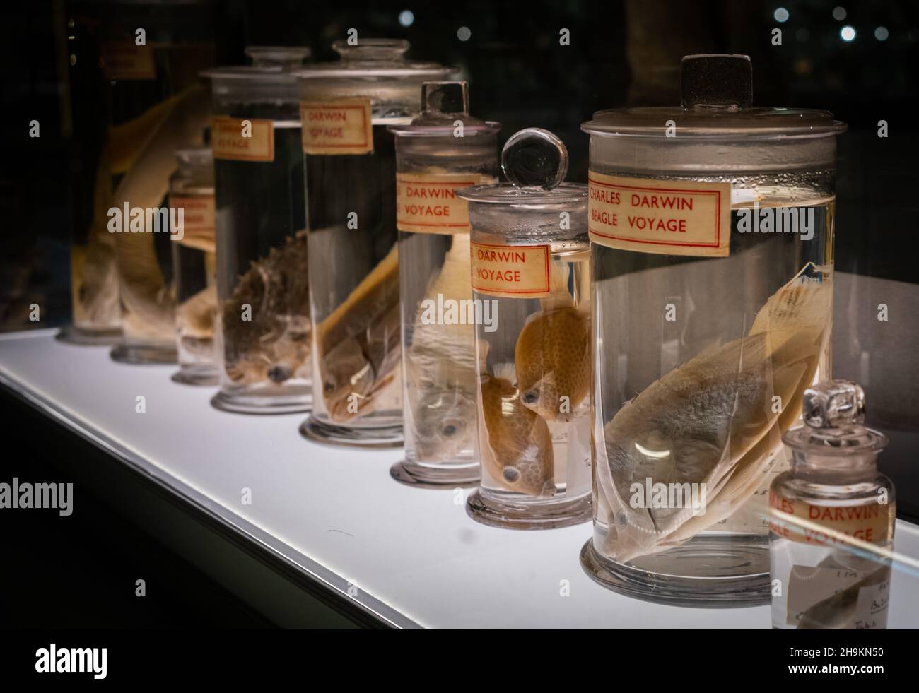 Charles darwins study hi-res stock photography and images - Alamy