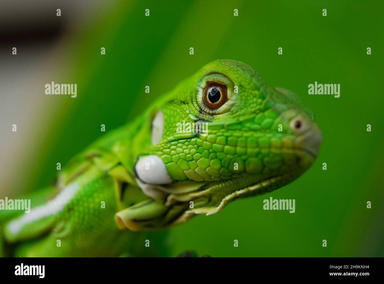 Iguana green in close-up with green background. South American and ...