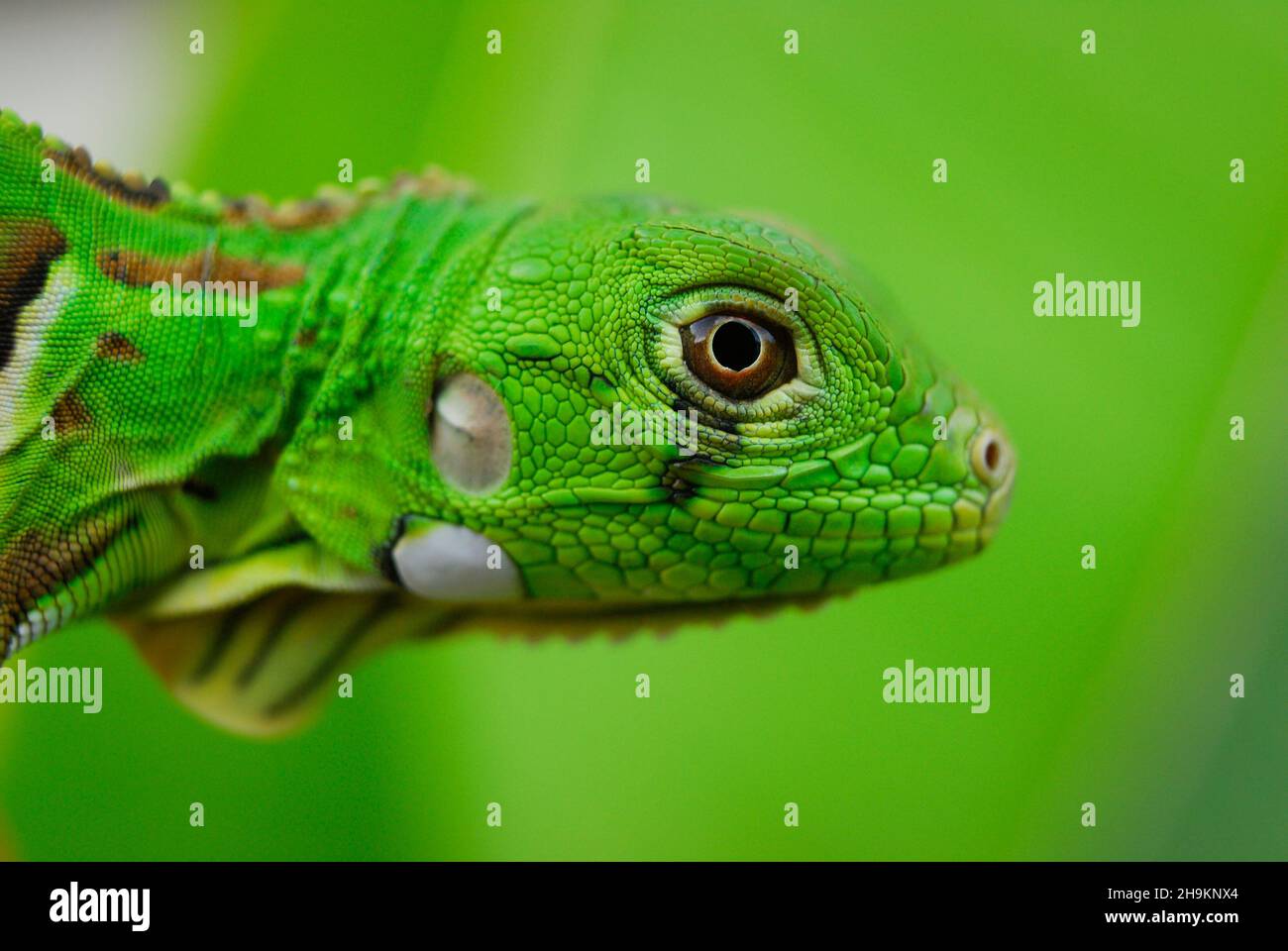 Iguana green in close-up with green background. South American and ...
