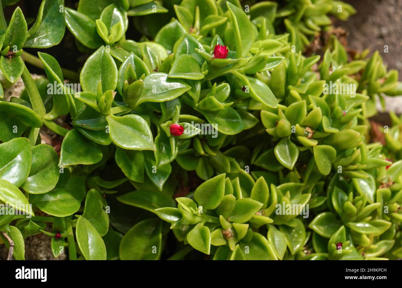 Shiny wax like succulent green plant leaves with small red flowers ...