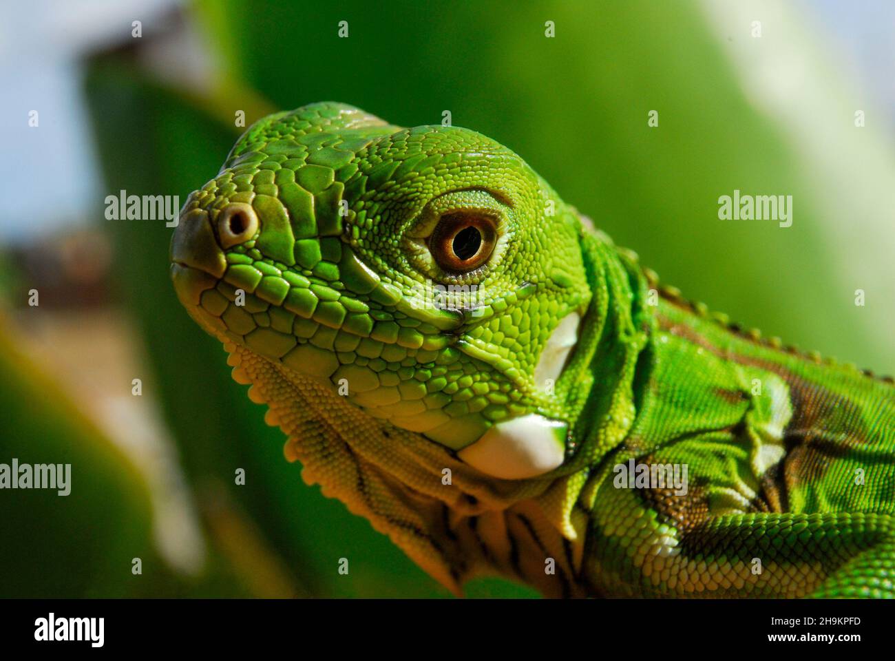 Iguana green in close-up with green background. South American and ...