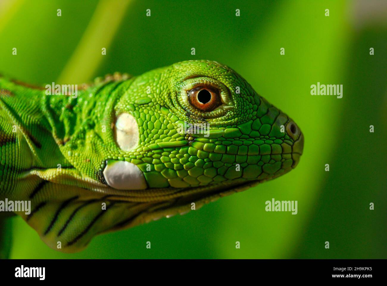 Iguana green in close-up with green background. South American and ...
