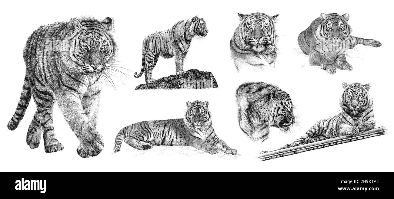 Hand drawn collage seven tiger, sketch graphics monochrome illustration ...