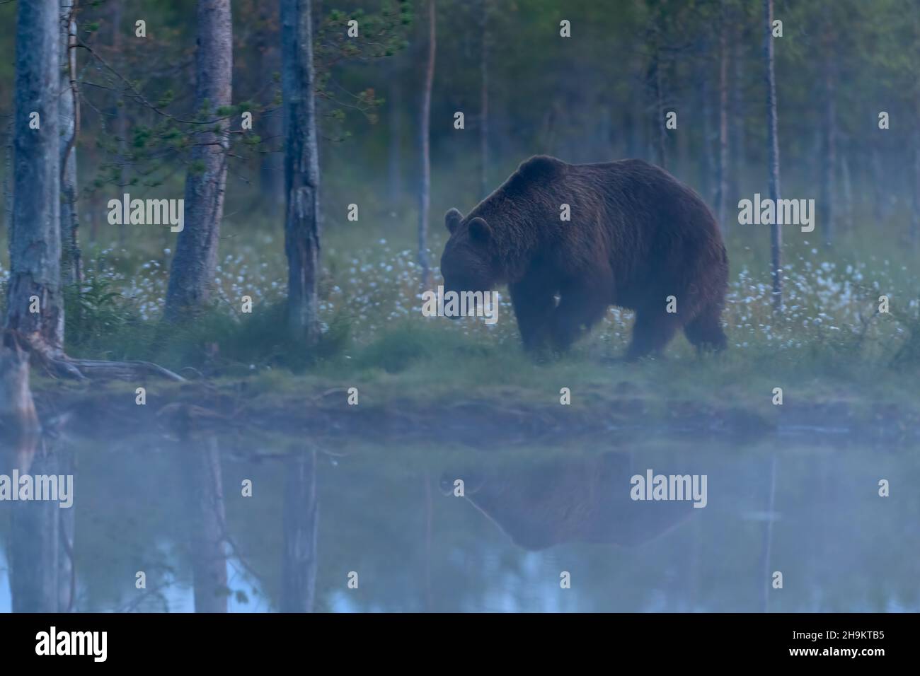 Foggy bear mountain hi-res stock photography and images - Alamy