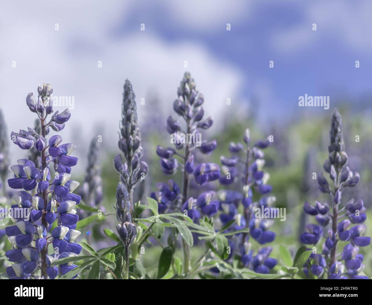 Bluebonnet lupine hi-res stock photography and images - Alamy