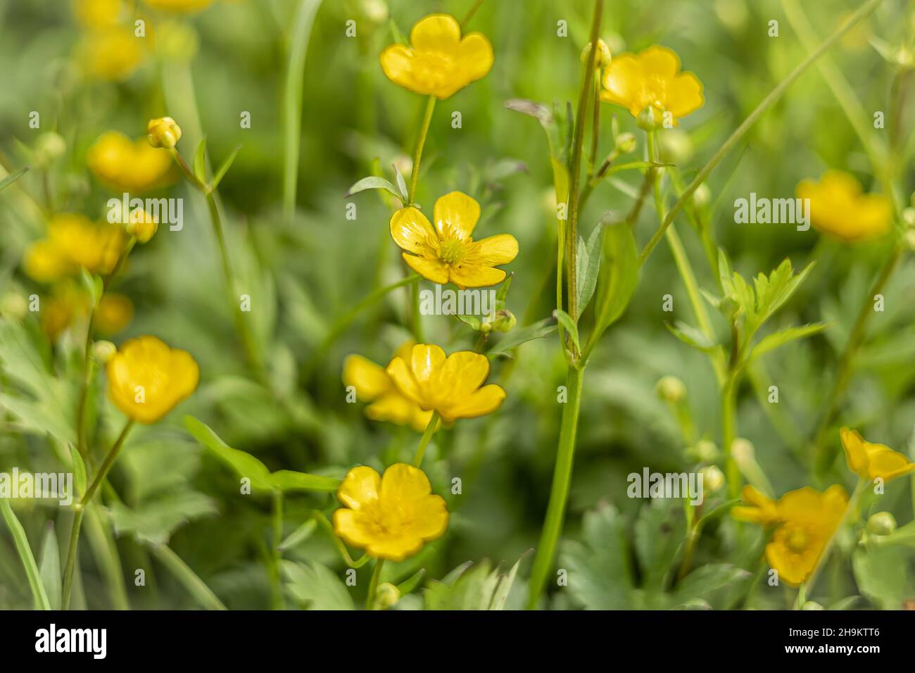 A bright spring background with blooming yellow buttercup flowers Stock ...