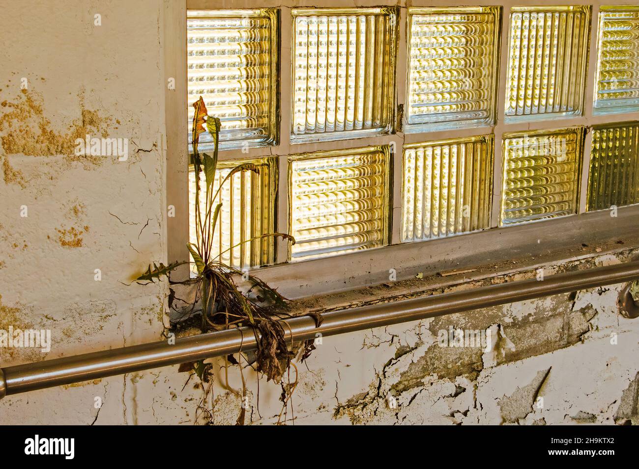 Weed Growing on Window Sill of Abandoned Building Stock Photo - Alamy