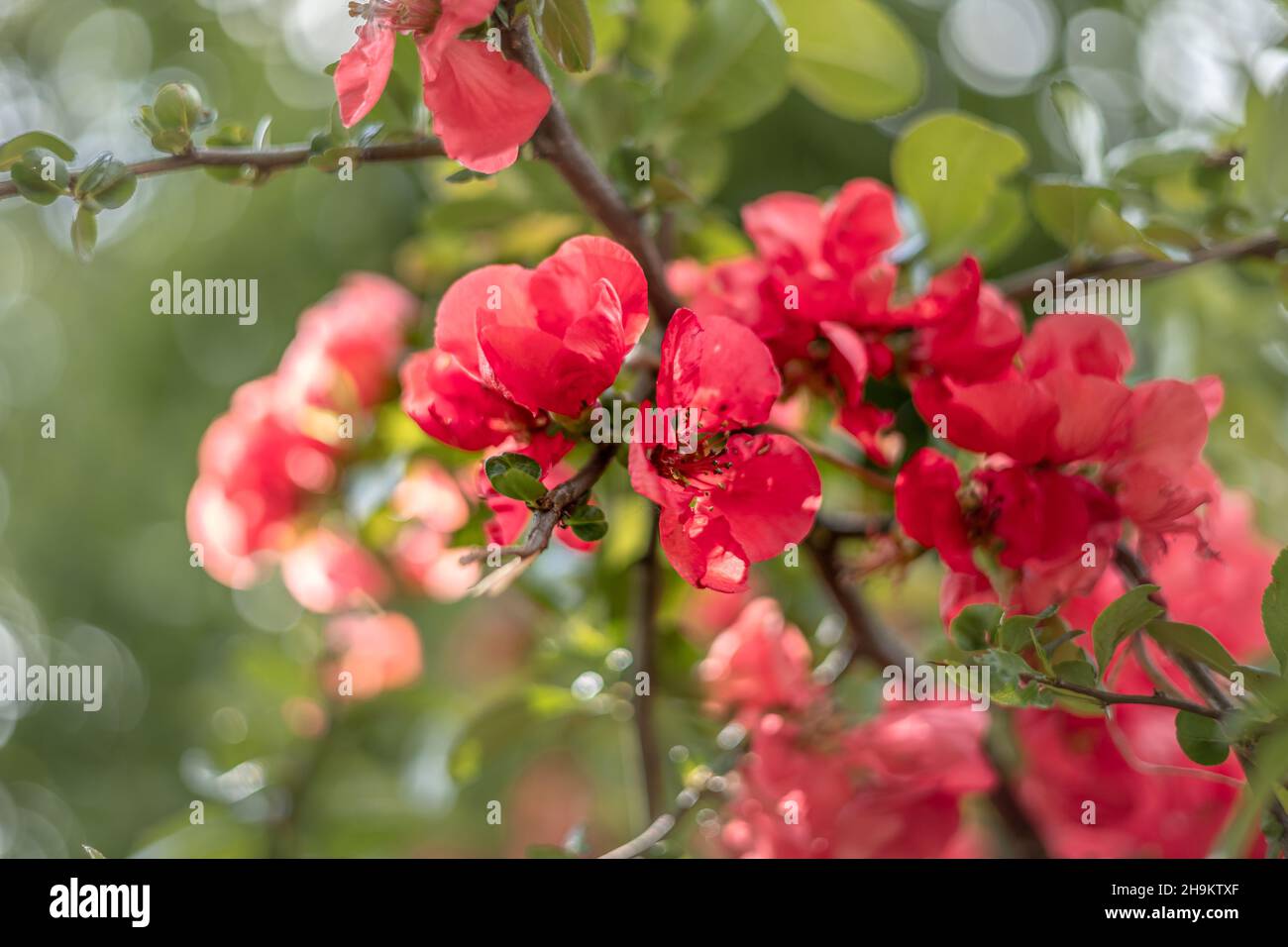 Maules quince hi-res stock photography and images - Alamy