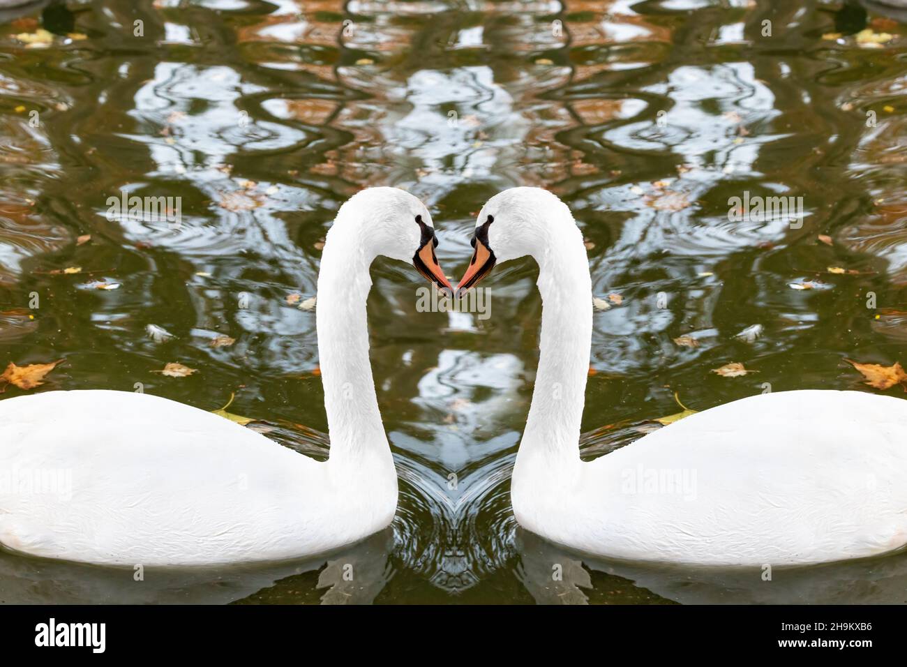 Kissing swans hi-res stock photography and images - Alamy