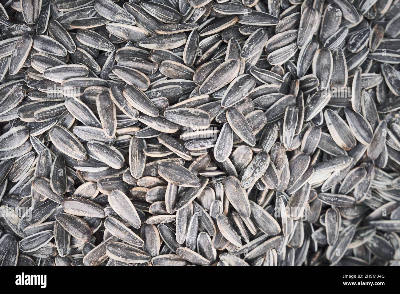 Roasted salt sunflower seeds Stock Photo - Alamy