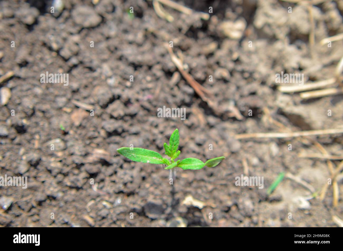 Green sprout growing from seed. Spring symbol, concept of new life ...