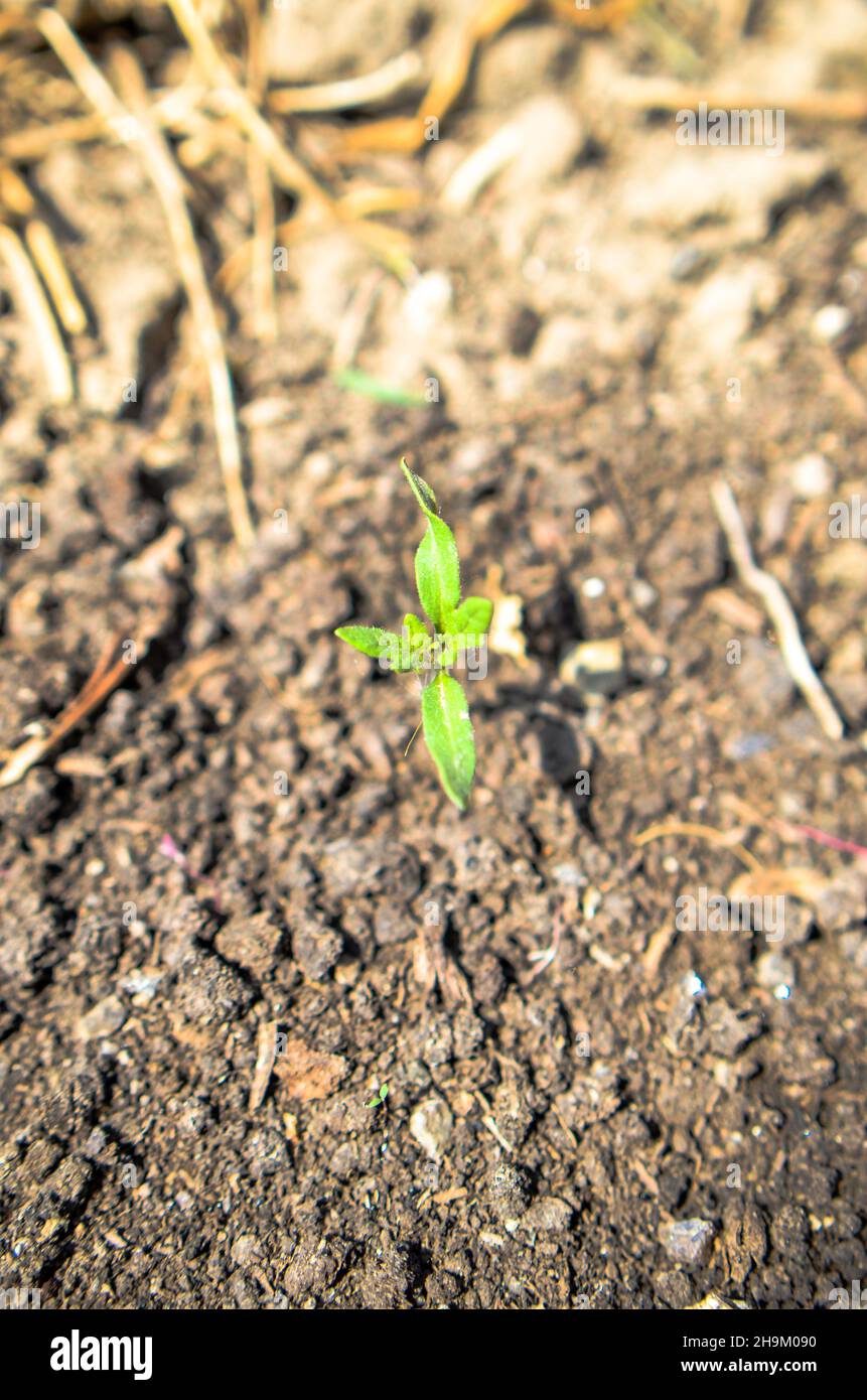 Green sprout growing from seed. Spring symbol, concept of new life ...