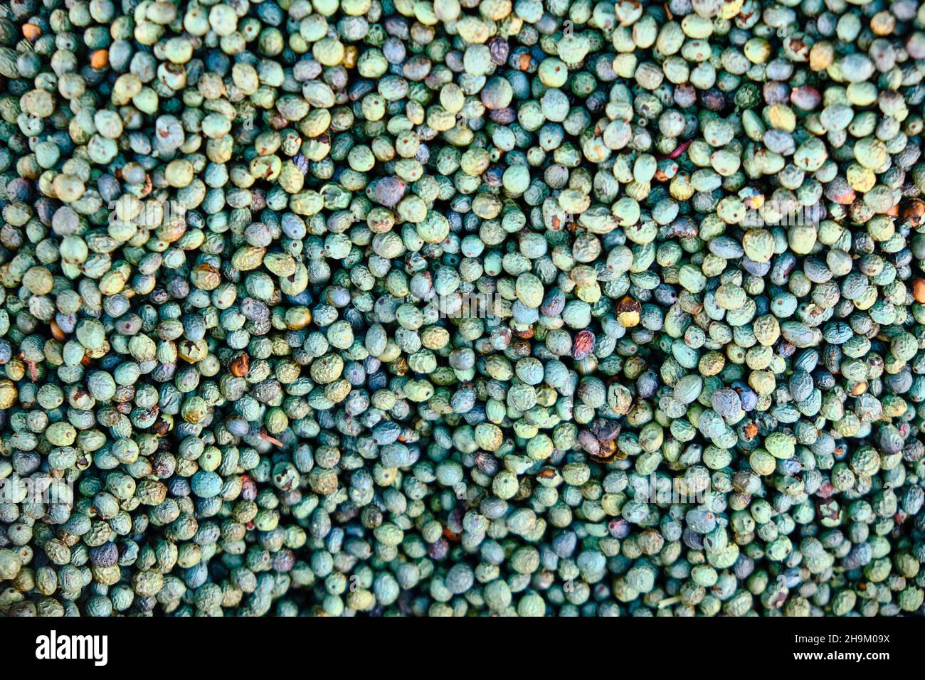 Terebinth tree hi-res stock photography and images - Alamy