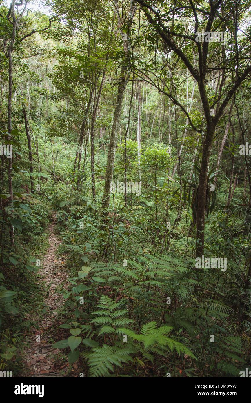 Dense jungle hi-res stock photography and images - Alamy