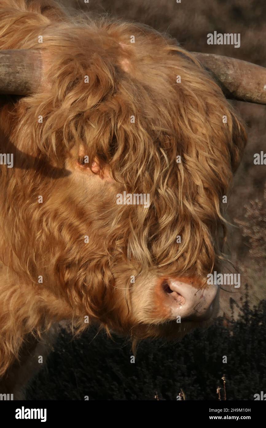 The head of a Scottish highlander seen from the side Stock Photo - Alamy