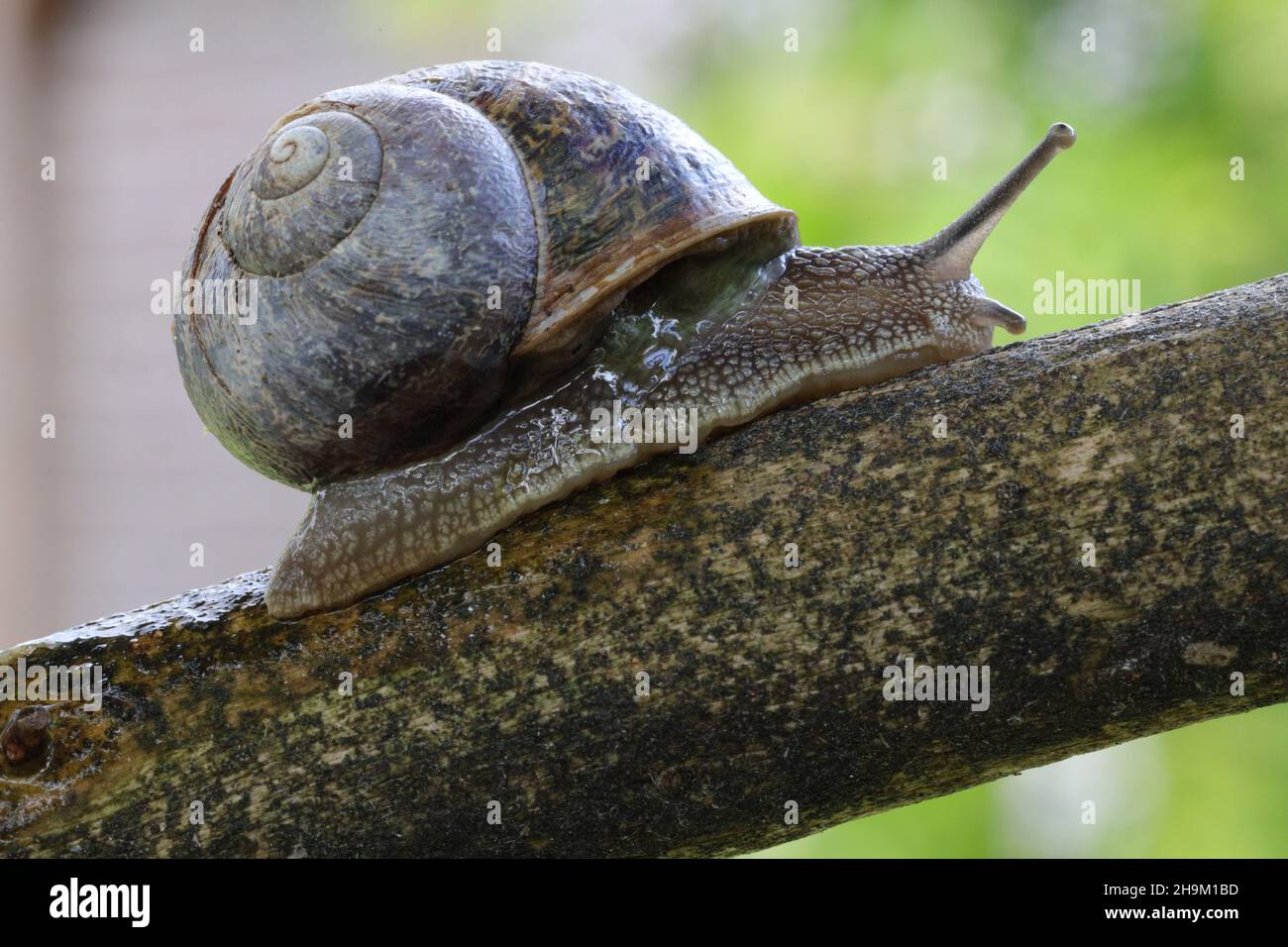 A snail crawls over a branch Stock Photo - Alamy