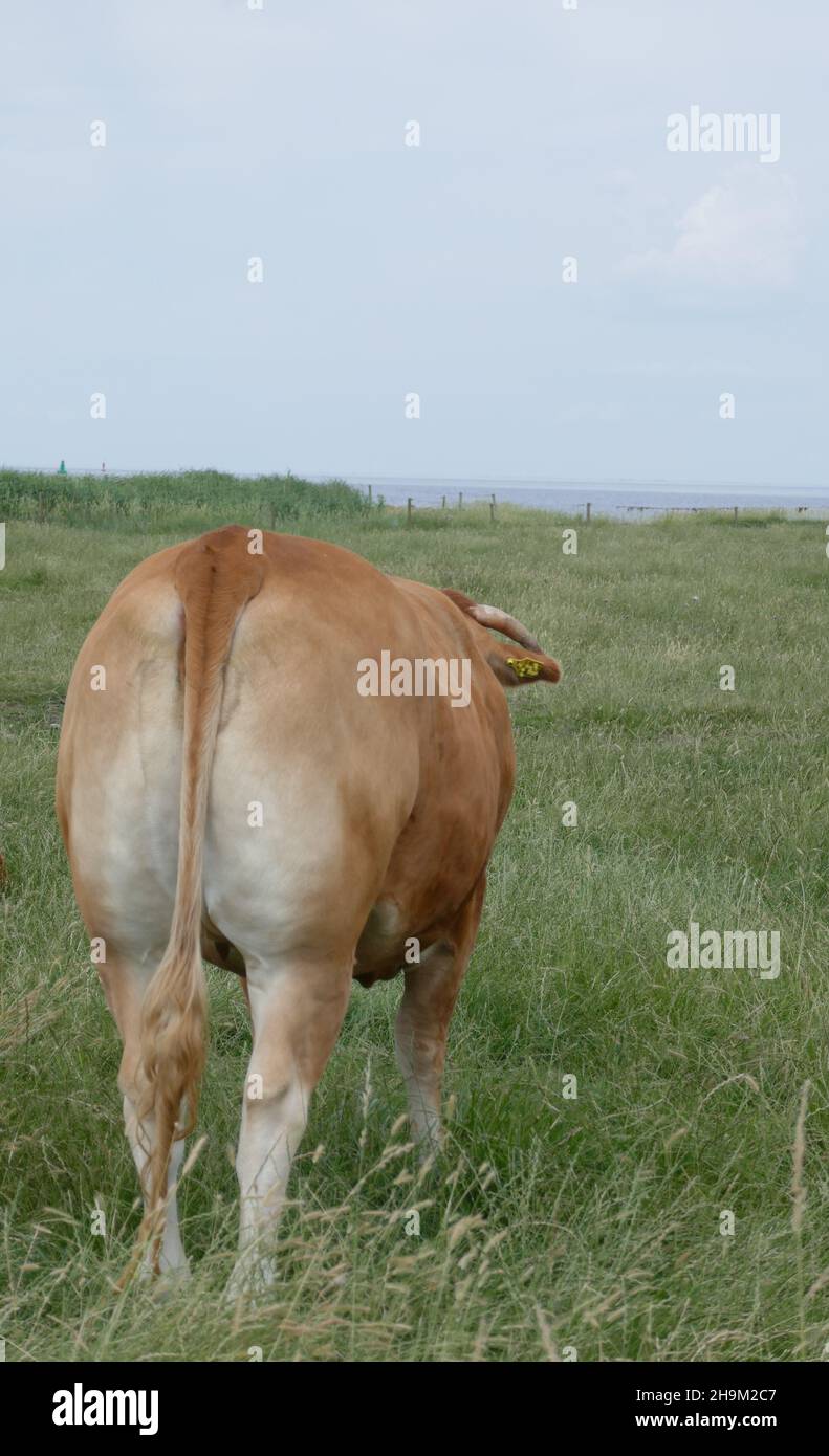 The back of a brown cow, buttocks and tail Stock Photo - Alamy
