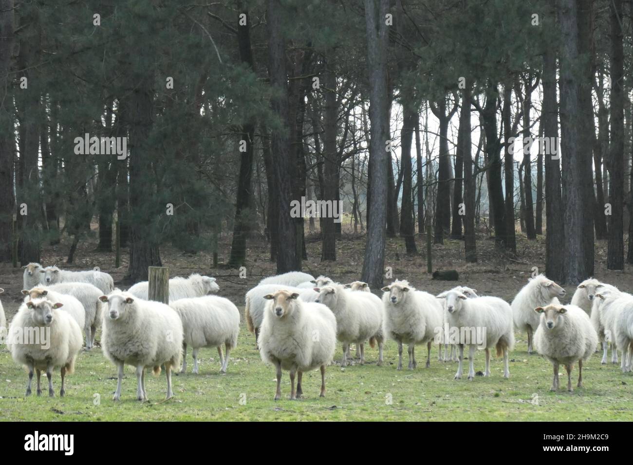 Looking straight ahead hi-res stock photography and images - Alamy