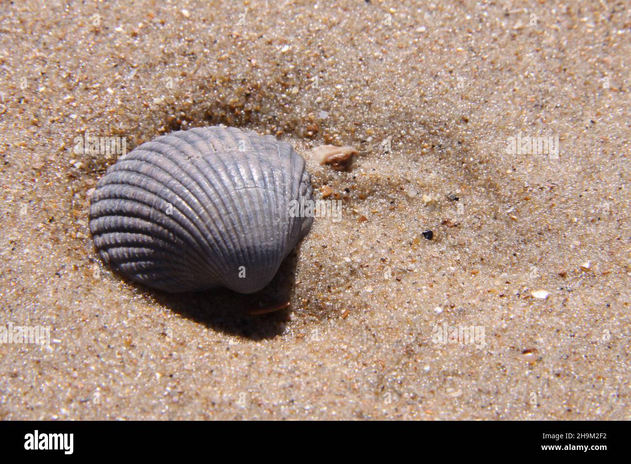 Heart-shaped Shell lies on the loose sandy beach. Seen from above and ...