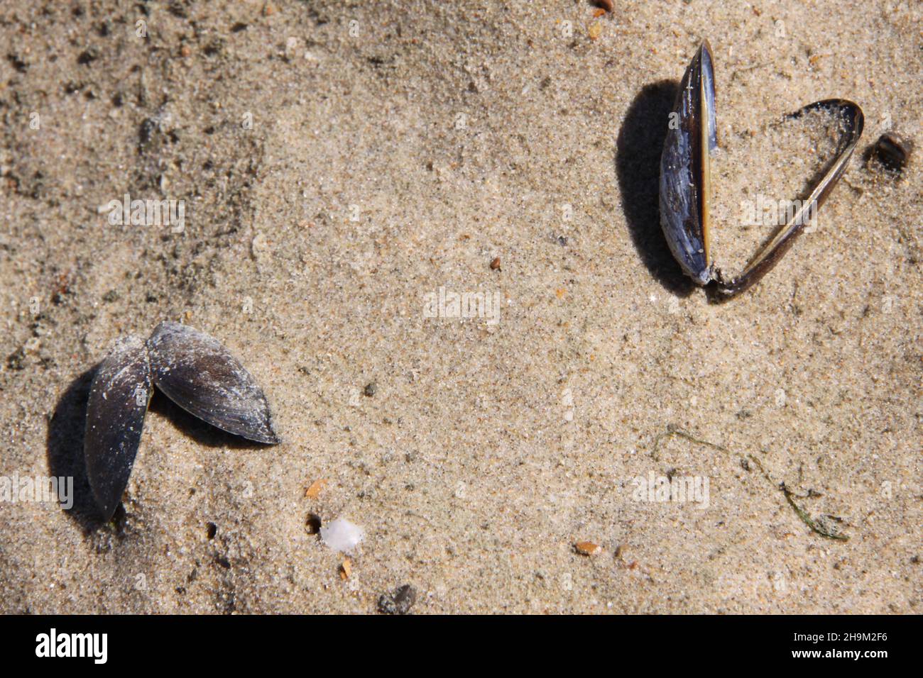 Mussel shells hi-res stock photography and images - Alamy