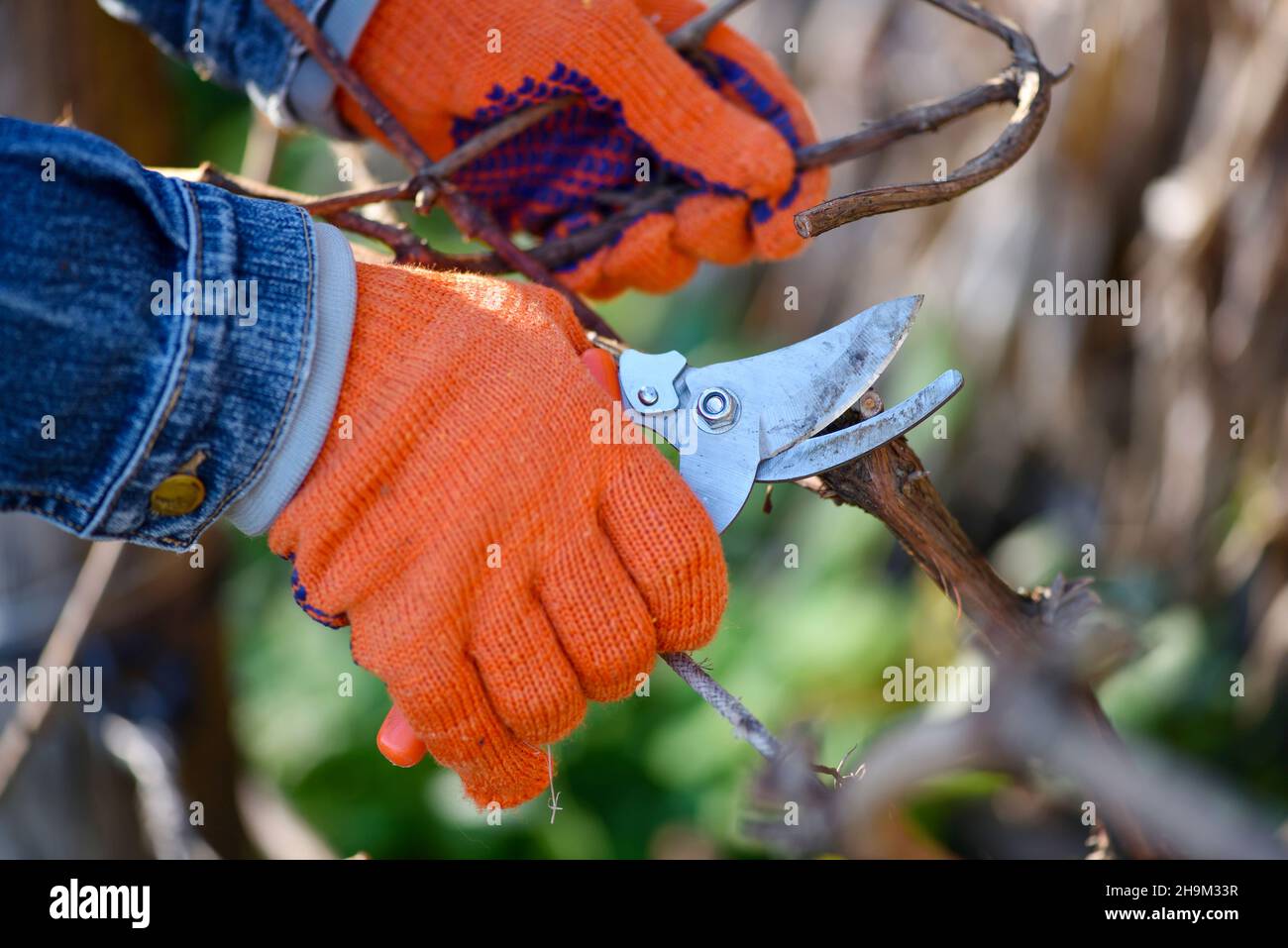 Prune grape vine hi-res stock photography and images - Alamy