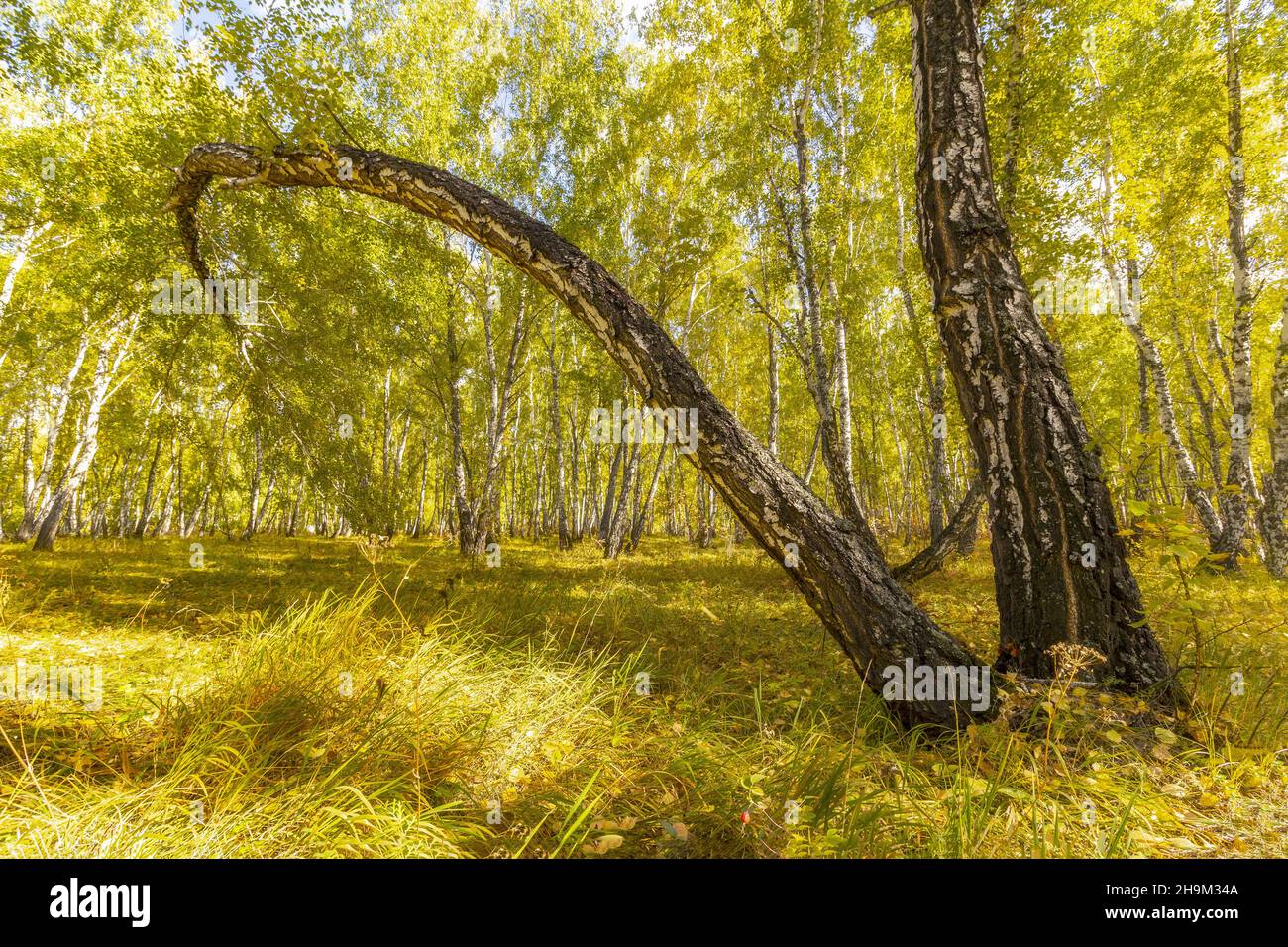 Siberian forest adventure hi-res stock photography and images - Alamy